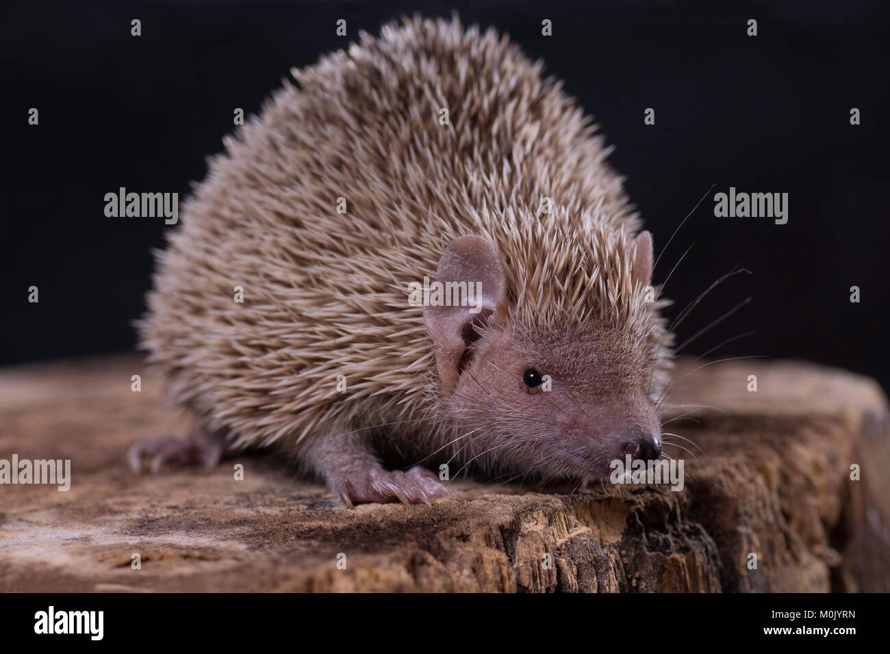 Hedgehog tree hi-res stock photography and images - Alamy