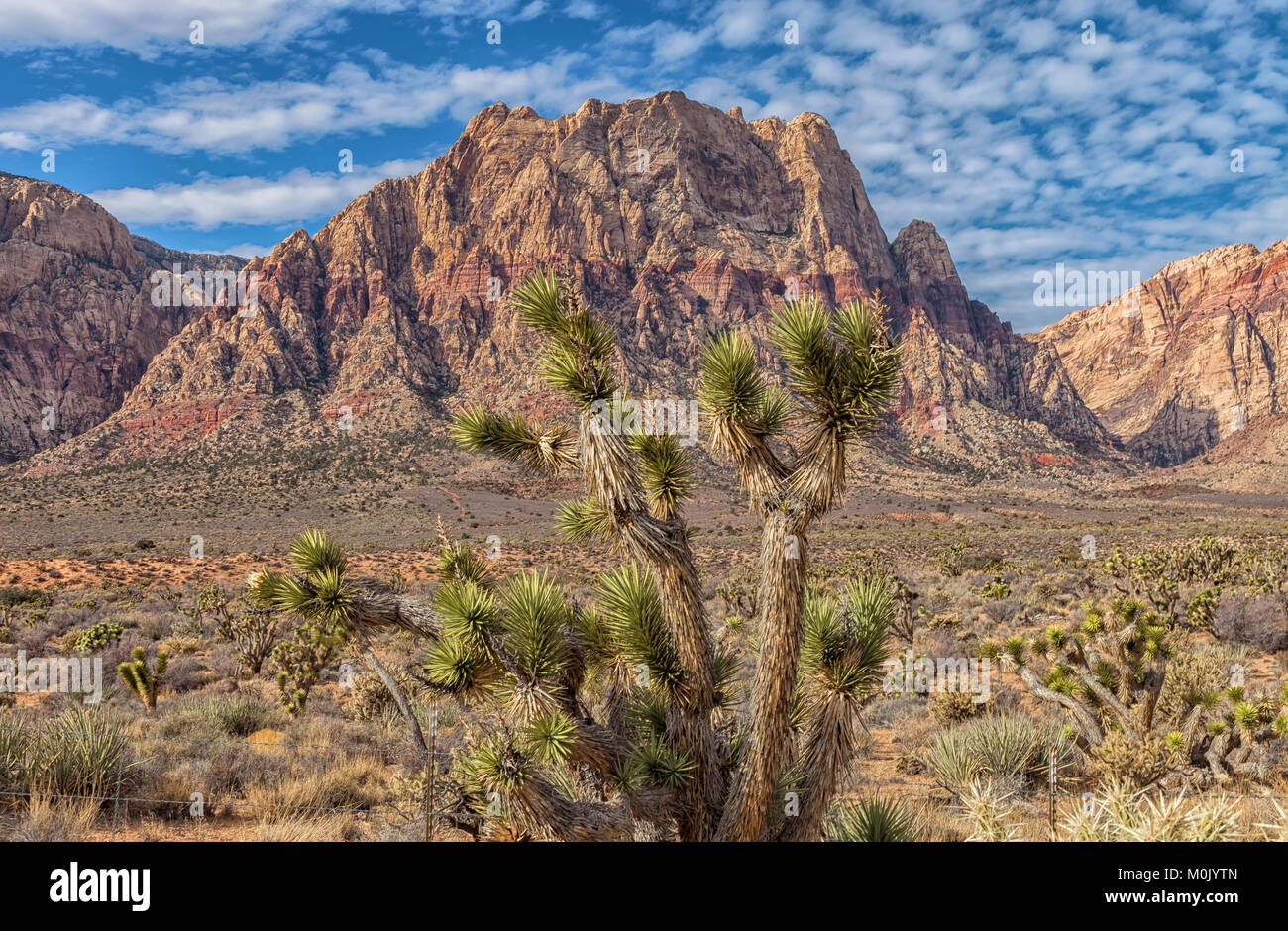 Red yucca hi-res stock photography and images - Alamy