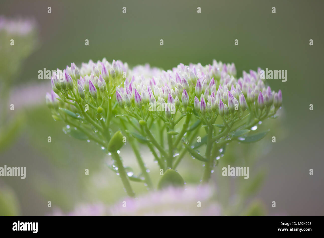 Petite and pretty flowers hi-res stock photography and images - Alamy