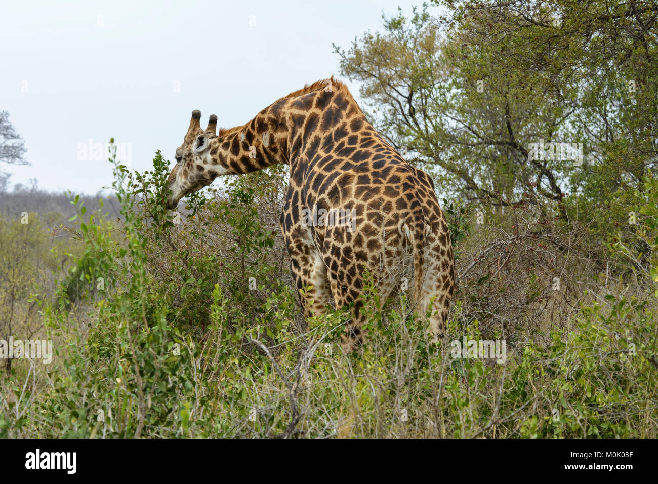 South African giraffe or Cape giraffe (Giraffa camelopardalis giraffa ...