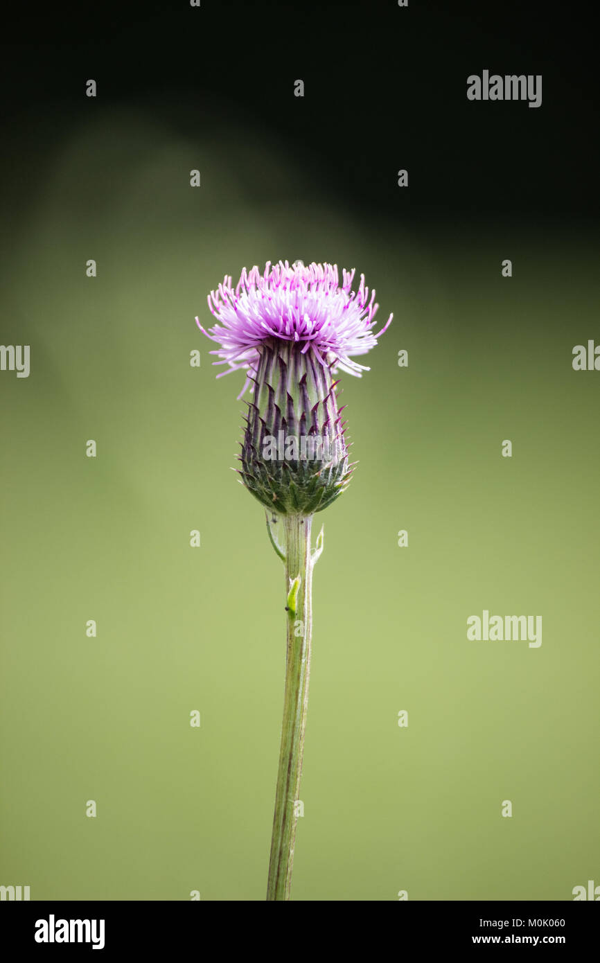 Roadside thistle hi-res stock photography and images - Alamy