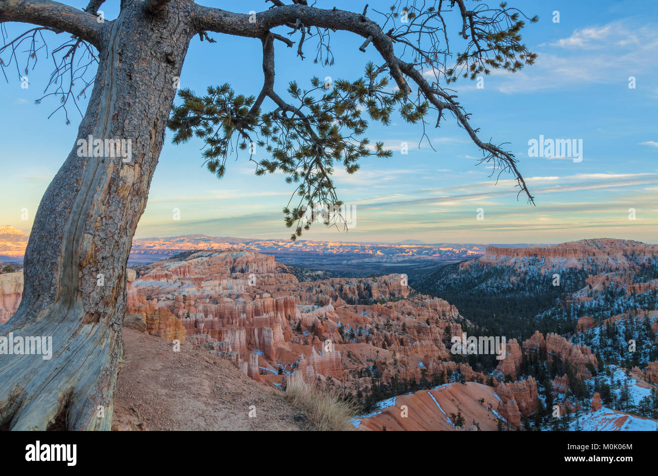 Pinyon pine (Pinus edulis) and the Bryce Canyon in Bryce Canyon ...