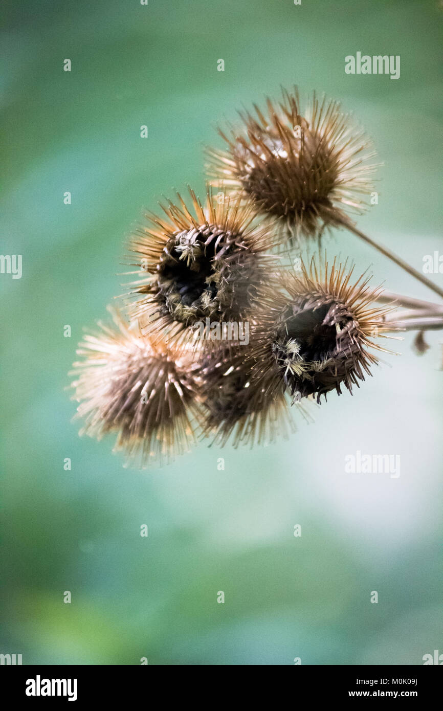 Sticky burr hi-res stock photography and images - Alamy