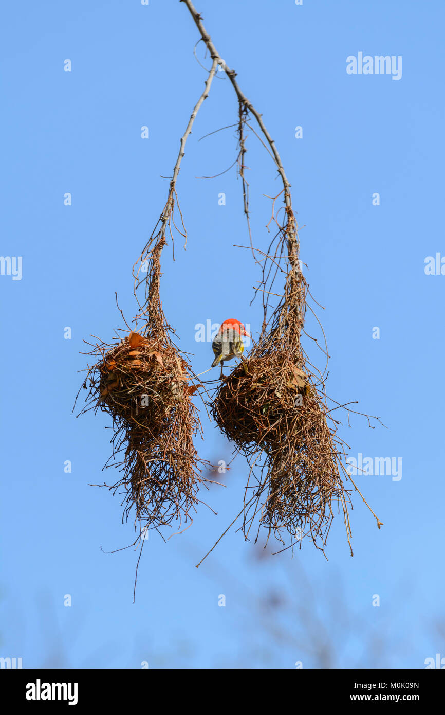 African birds nests hi-res stock photography and images - Alamy