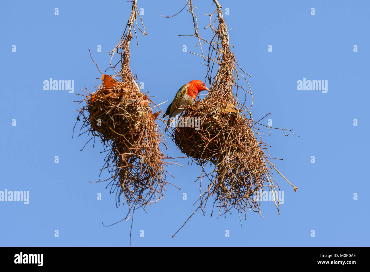 Red-headed Weaver bird (Anaplectes rubriceps rubriceps) making a nest ...