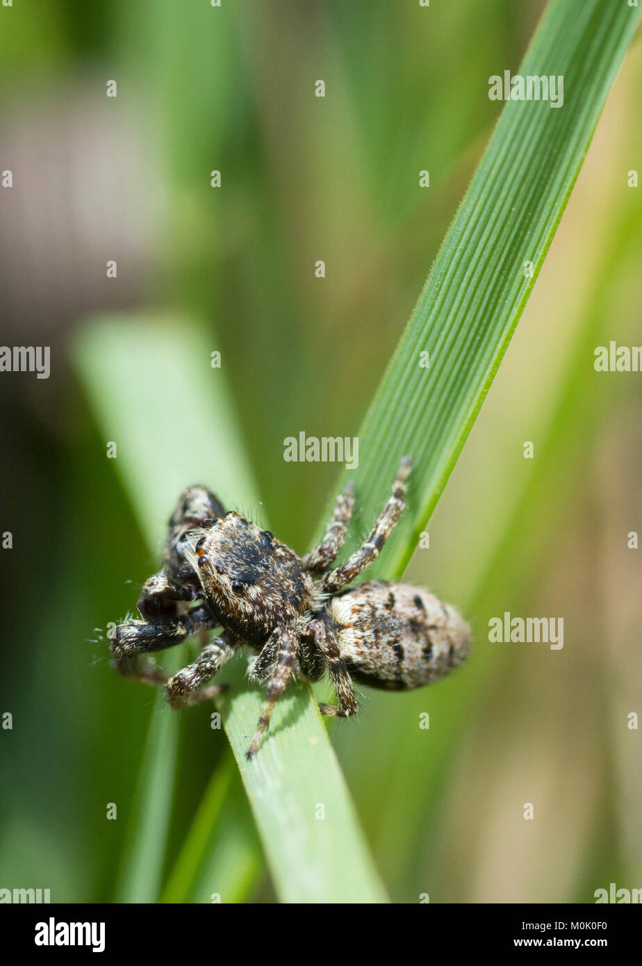 Male jumping spider (Marpissa muscosa) on blade of grass Stock Photo ...