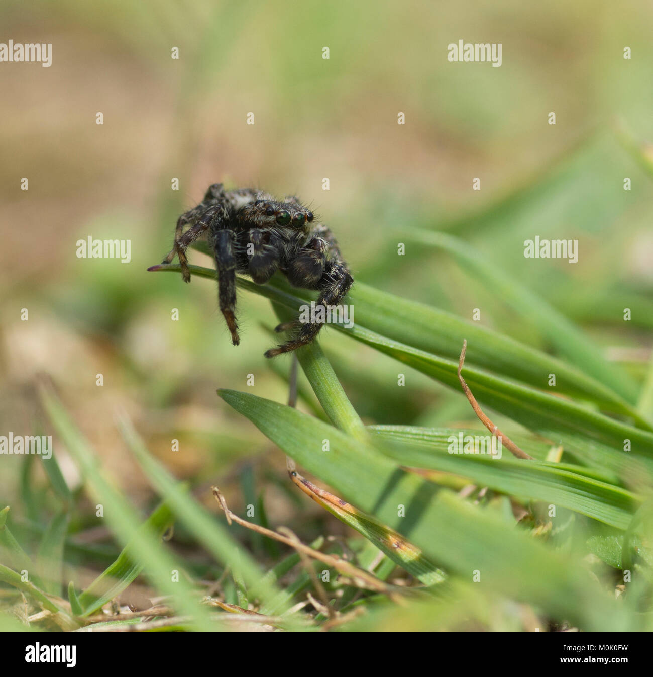 male jumping spider (Marpissa muscosa Stock Photo - Alamy