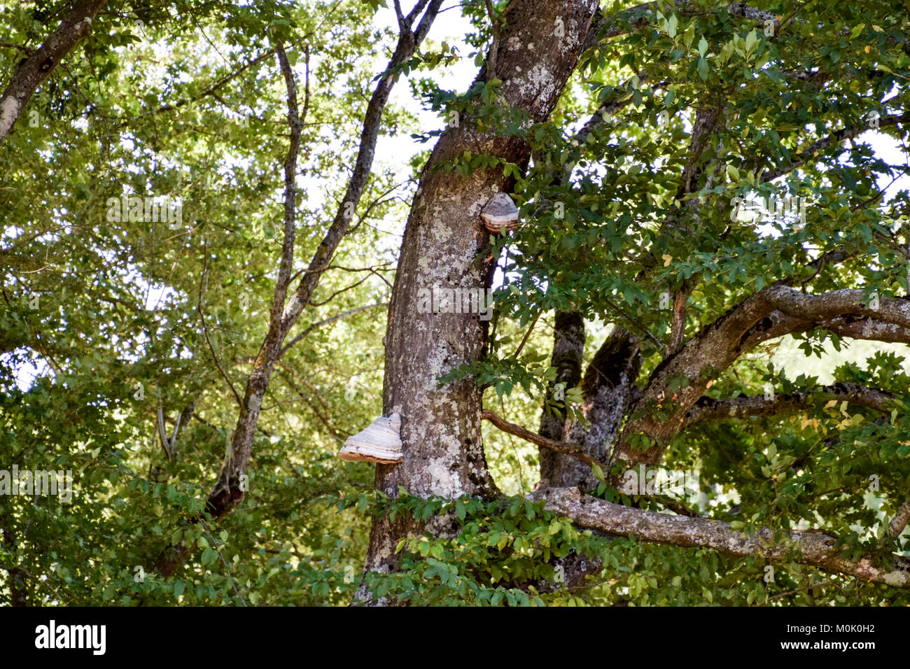 Mushroom stew on the trunk of a tree. Defeat the tree with a fungus ...