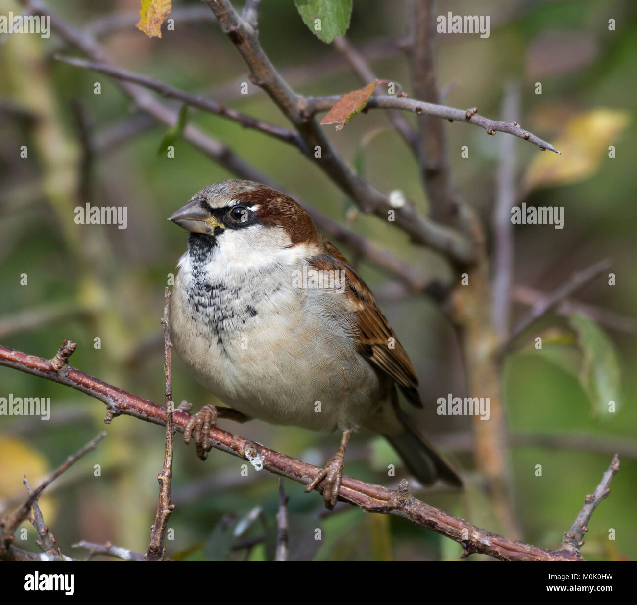 Male Tree sparrow ( passer montanus Stock Photo - Alamy