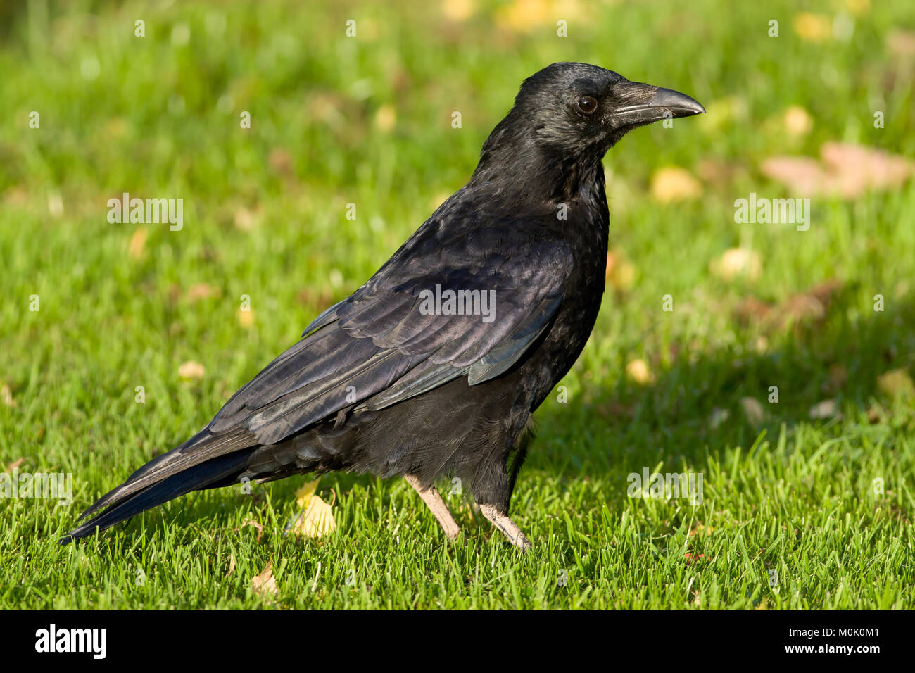 Aesops Crow High Resolution Stock Photography and Images - Alamy