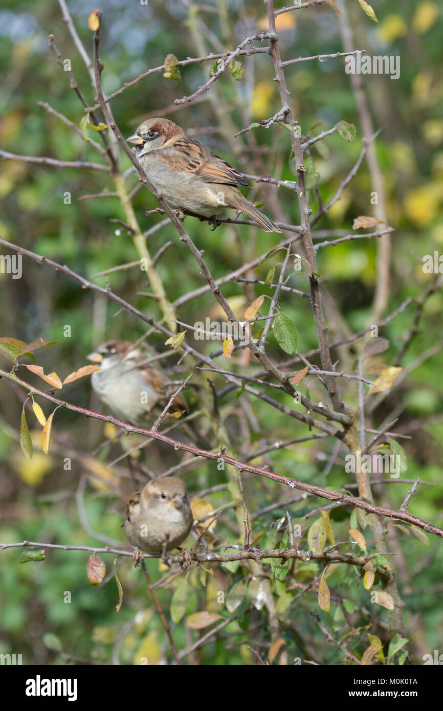 Two male and a female Tree sparrow ( passer montanus) in a bush Stock ...
