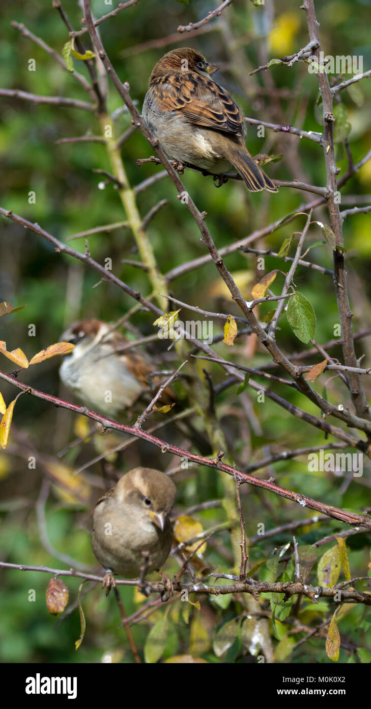 Two male and a female Tree sparrow ( passer montanus) in a bush Stock ...