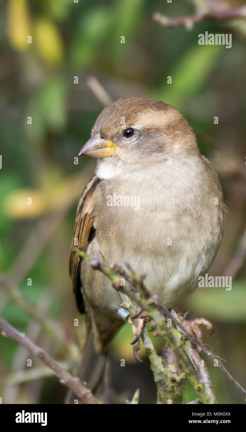 Female Tree sparrow ( passer montanus Stock Photo - Alamy