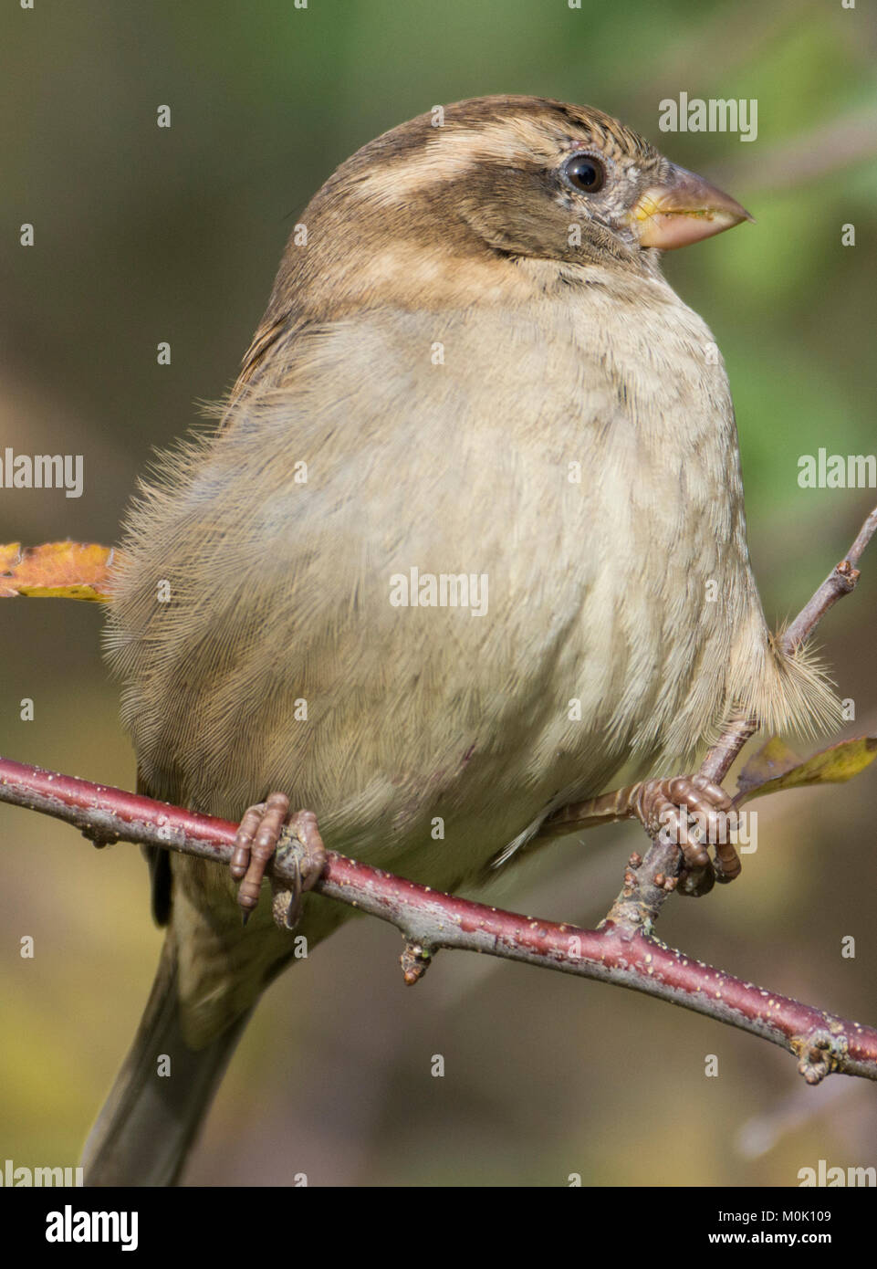 Female tree sparrow hi-res stock photography and images - Alamy
