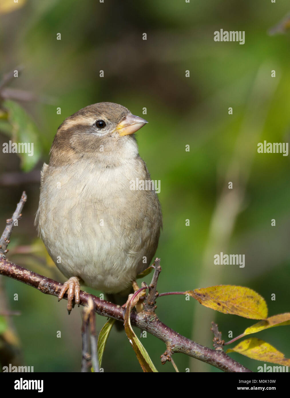 House Sparrow Female