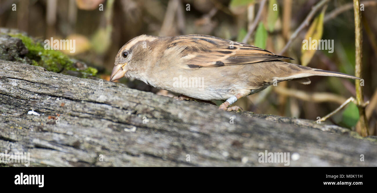 Female Tree sparrow ( passer montanus Stock Photo - Alamy