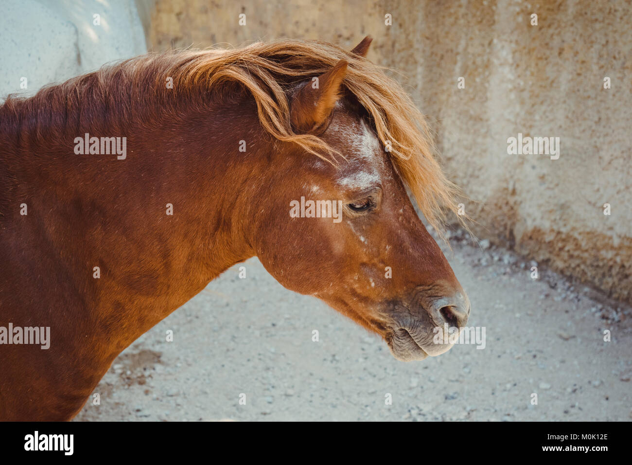 Skyrian pony hi-res stock photography and images - Alamy