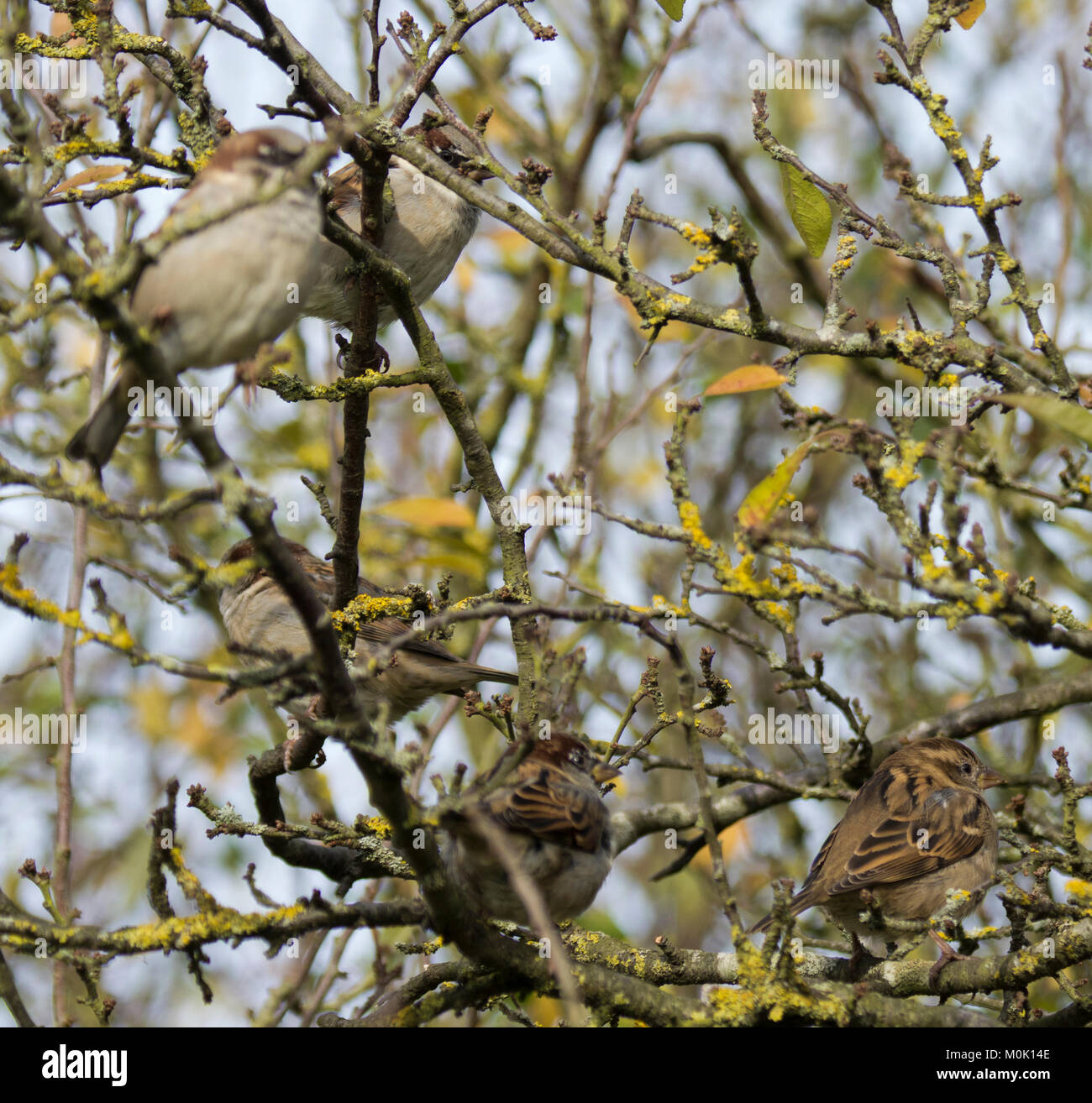 Tree sparrows passer montanus uk hi-res stock photography and images ...