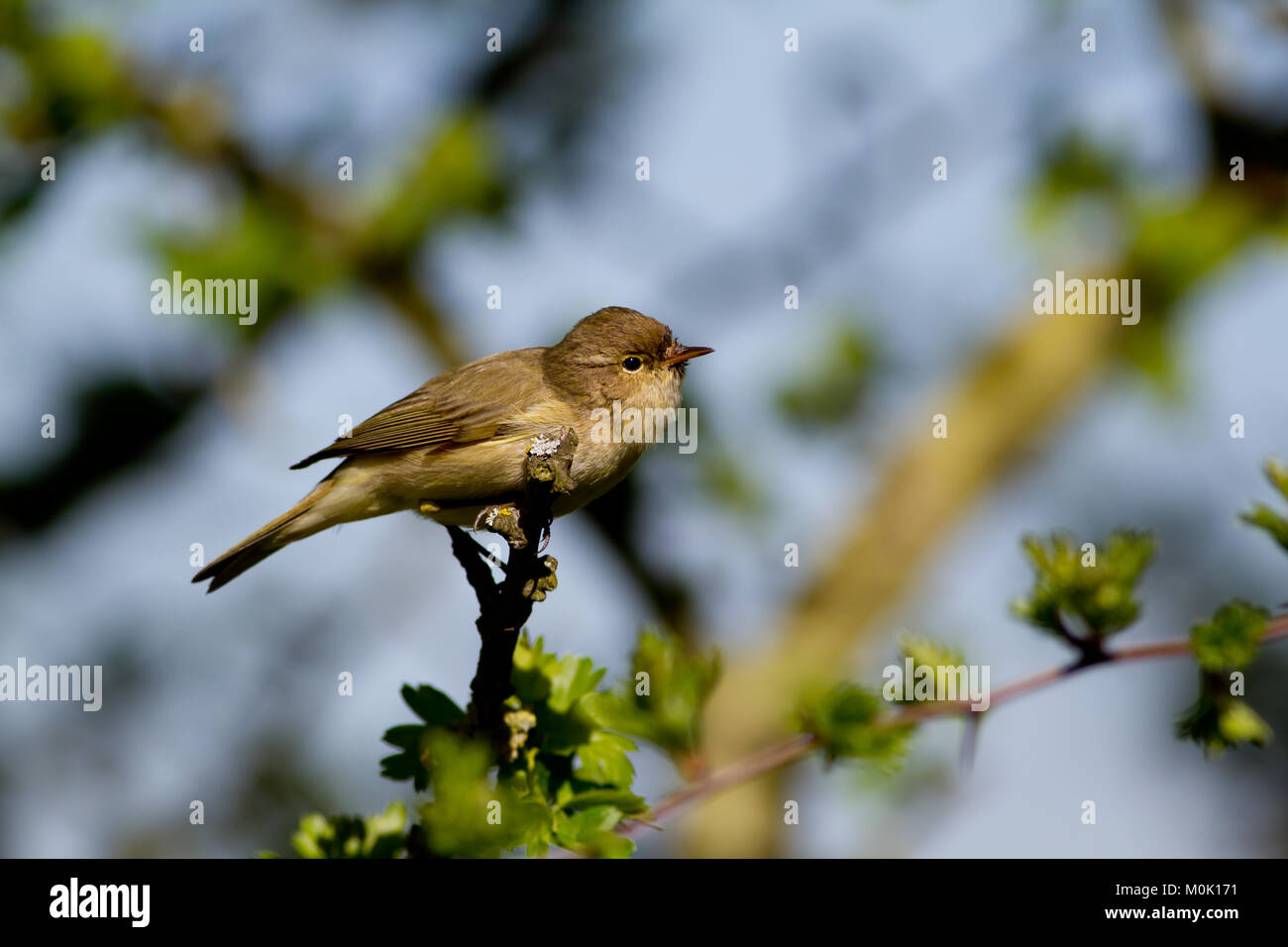Chiff chaff bird uk hi-res stock photography and images - Alamy