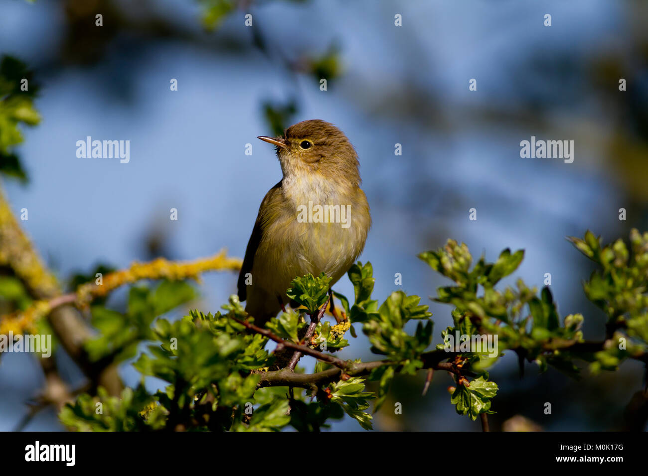 Adult Chiffchaff, phylloscopus collybita, perching in branch, Cheshire ...