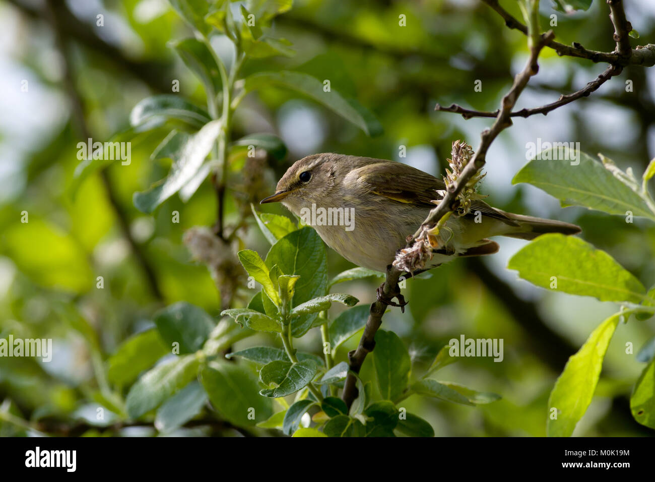 Chiff chaff bird uk hi-res stock photography and images - Alamy