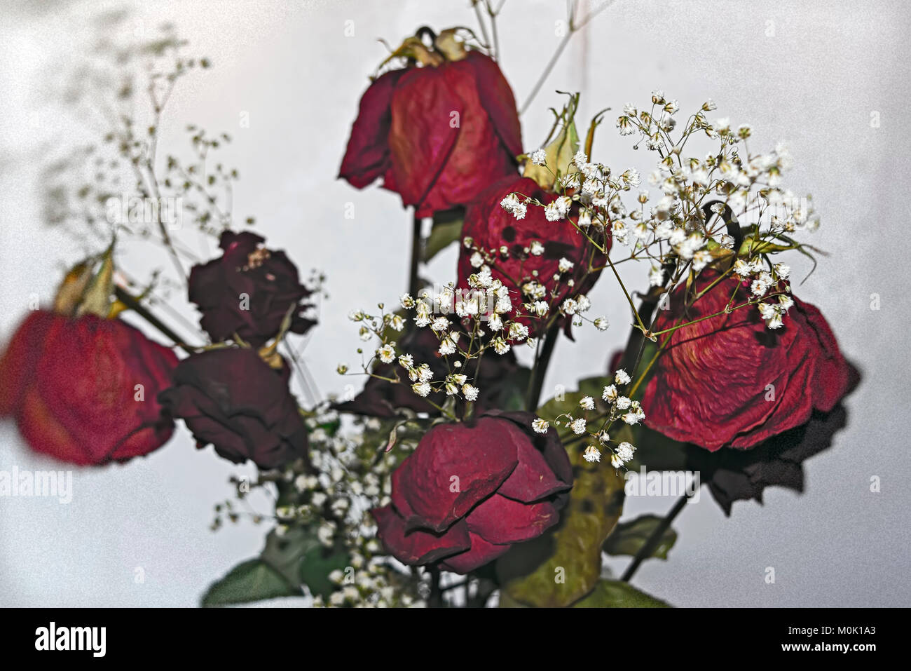 A bouquet of withered red roses on the background of a frozen window ...
