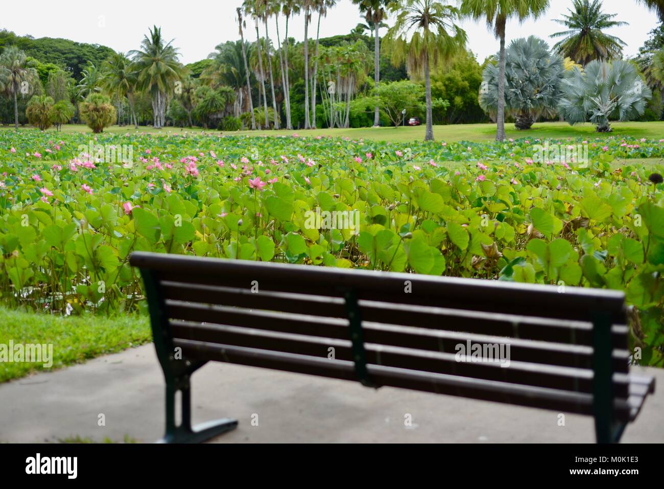 Park bench with pink lilies in full bloom, Anderson Park Botanic ...