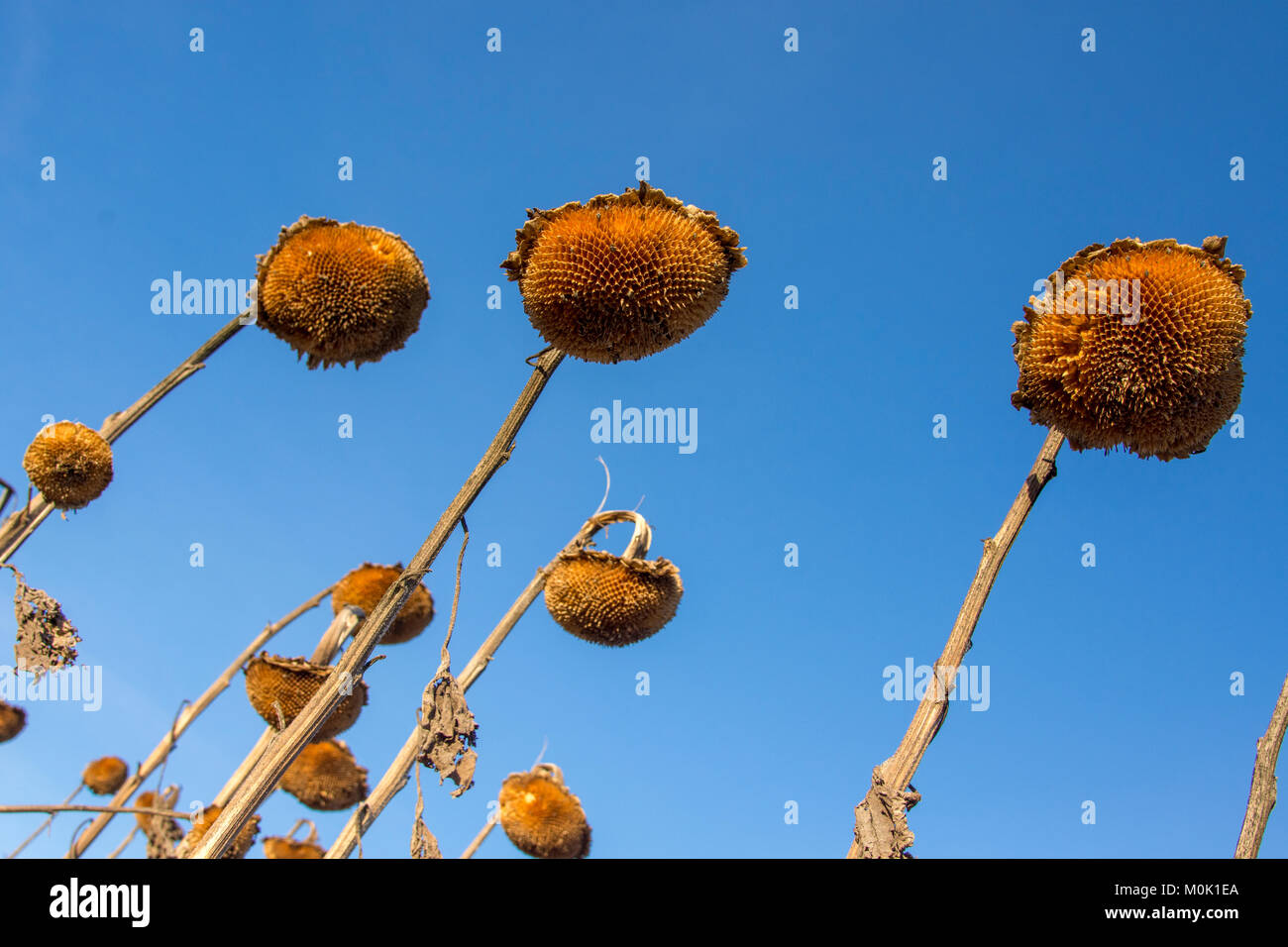 Sunflower seed heads on farm set aside Stock Photo - Alamy