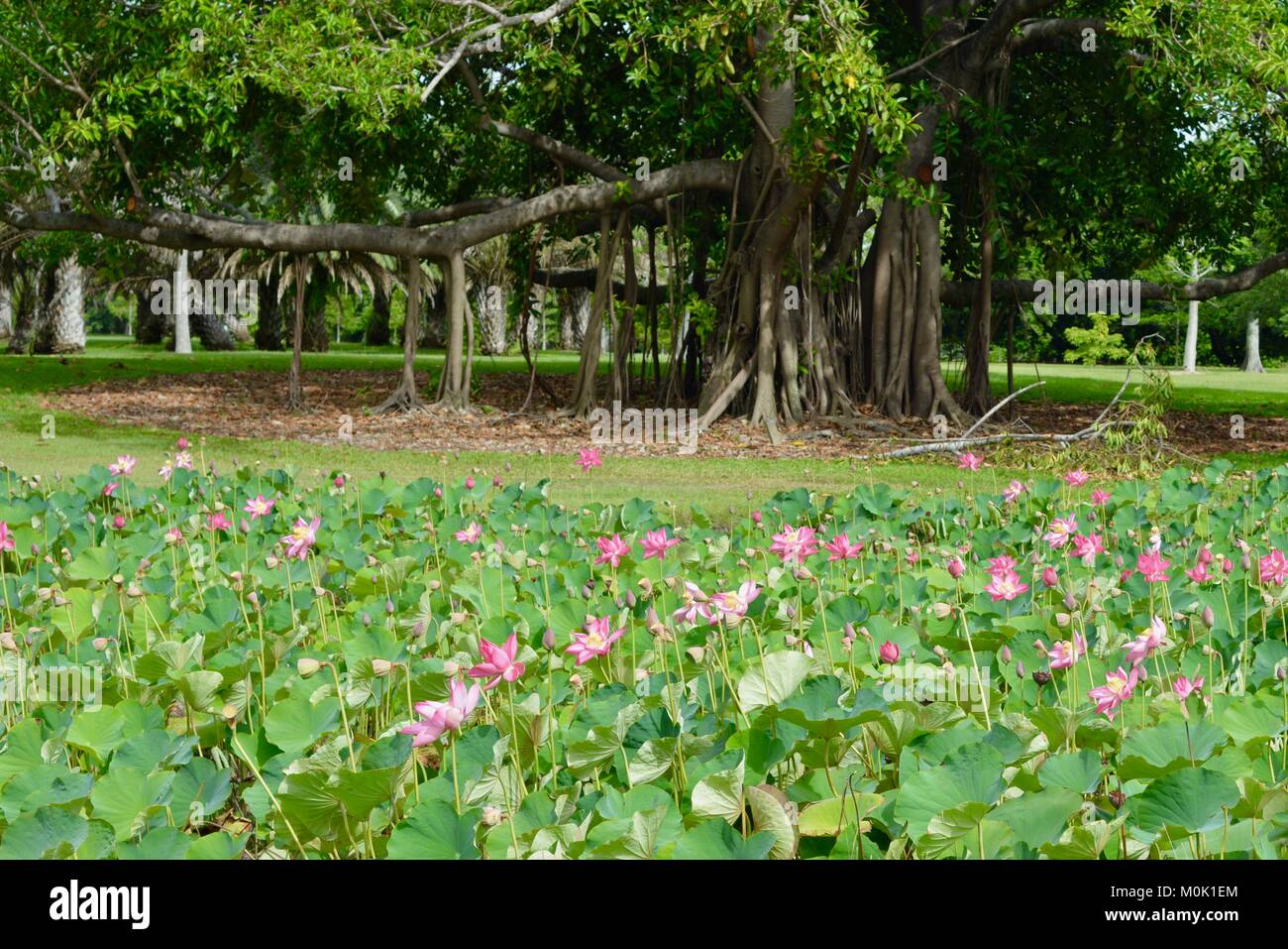 Pink lilies in full bloom, Anderson Park Botanic Gardens, Townsville ...