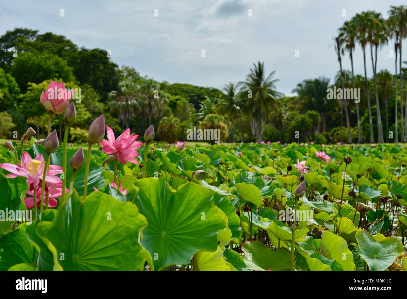 Pink lilies in full bloom, Anderson Park Botanic Gardens, Townsville ...