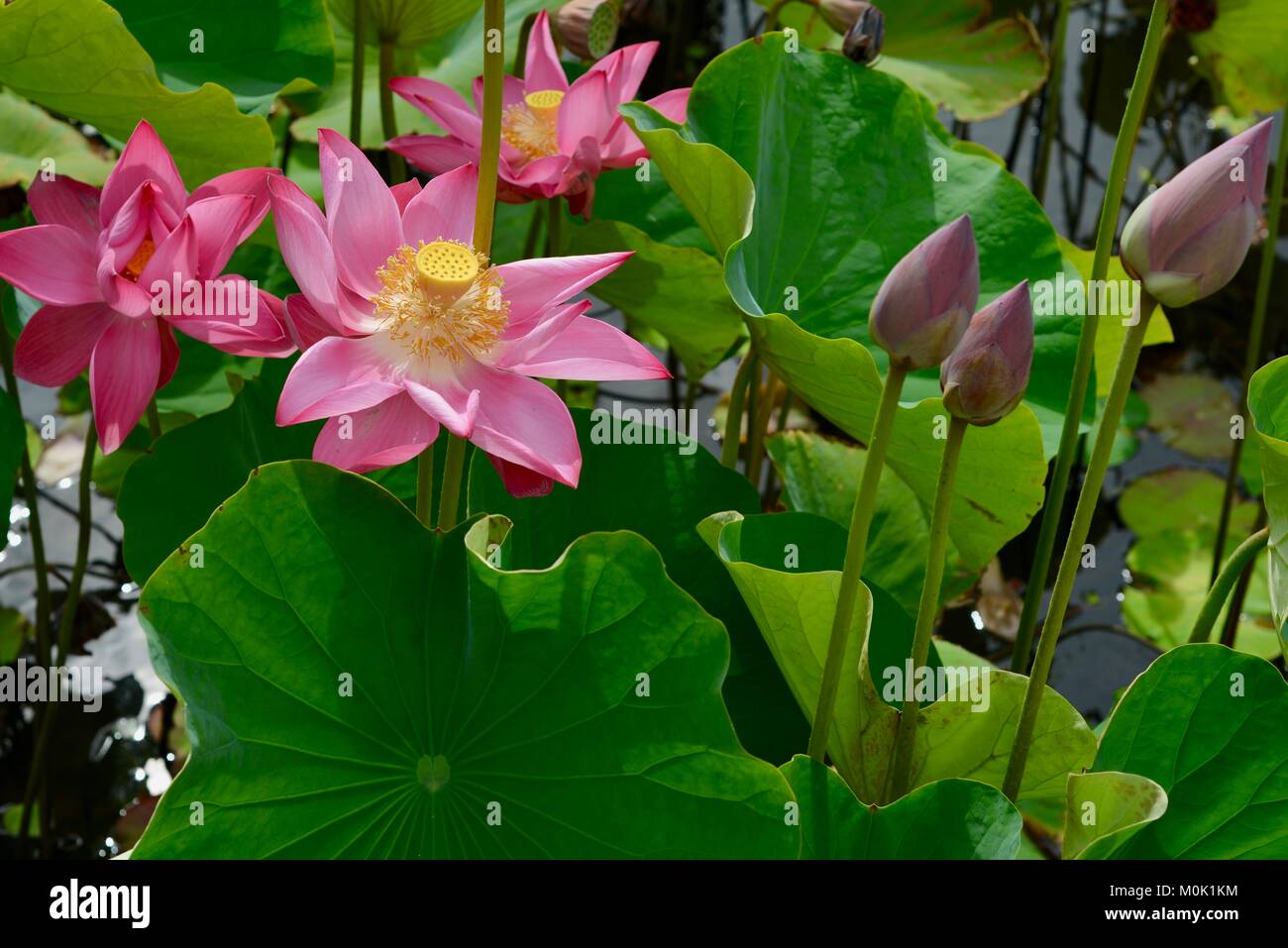 Pink lilies in full bloom, Anderson Park Botanic Gardens, Townsville ...
