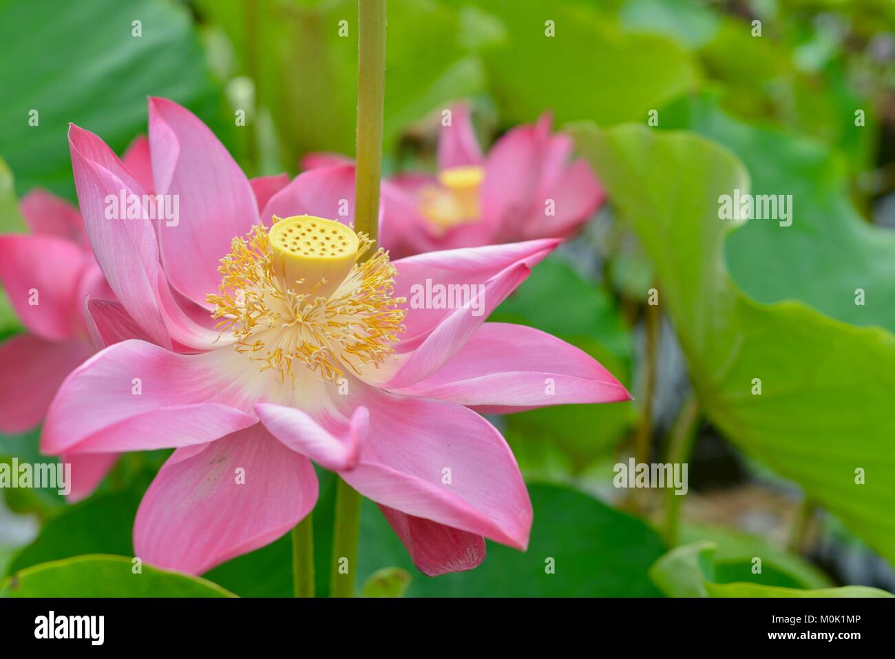 Pink lilies in full bloom, Anderson Park Botanic Gardens, Townsville ...