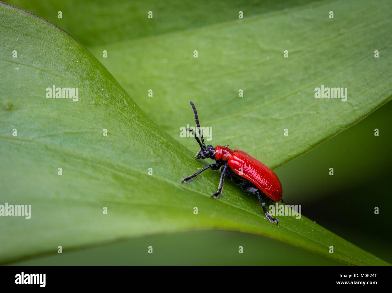 Lily beetles hi-res stock photography and images - Alamy
