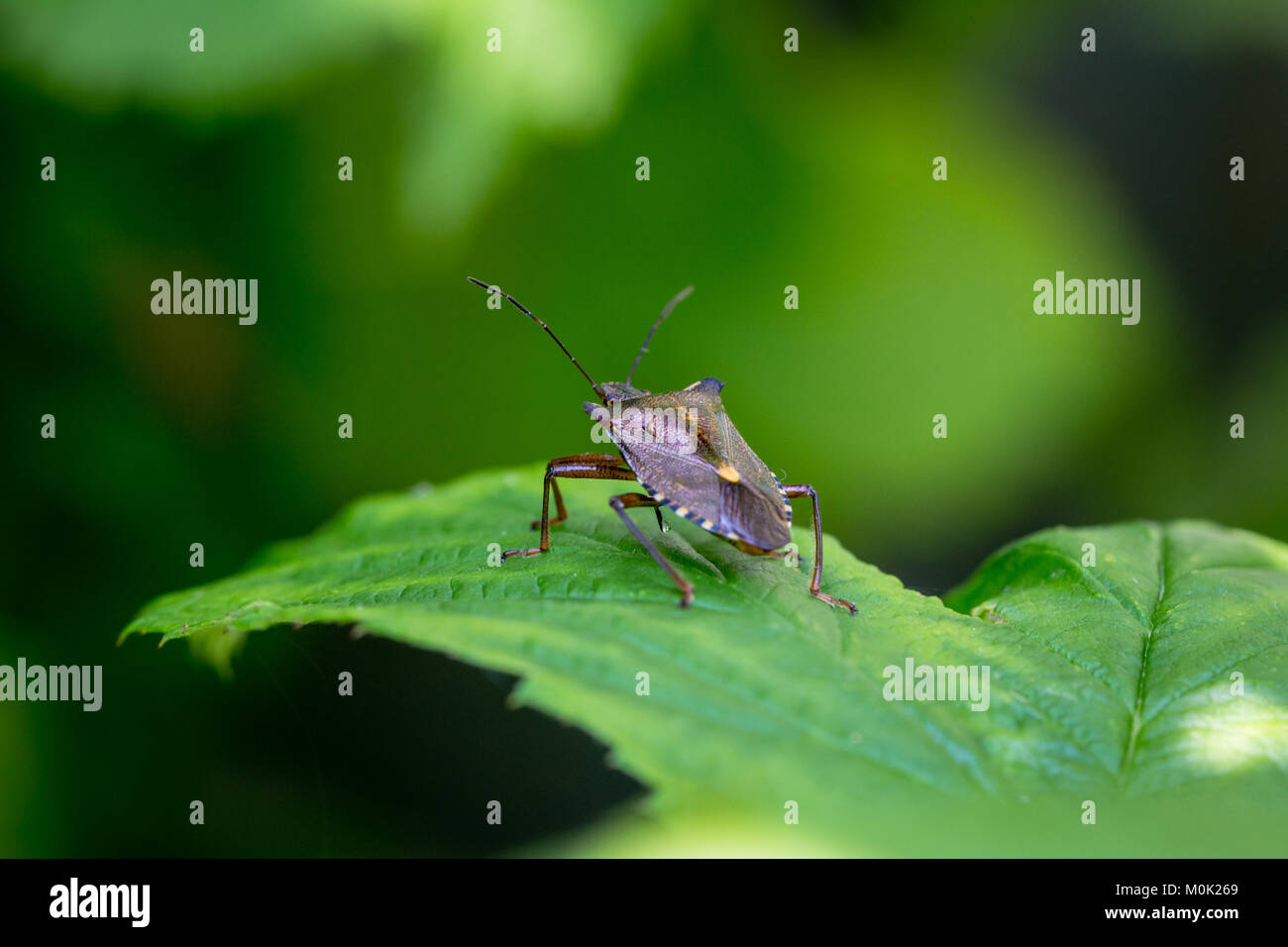 A Forest Bug or Red-Legged Shieldbug (Pentatoma rufipes Stock Photo - Alamy
