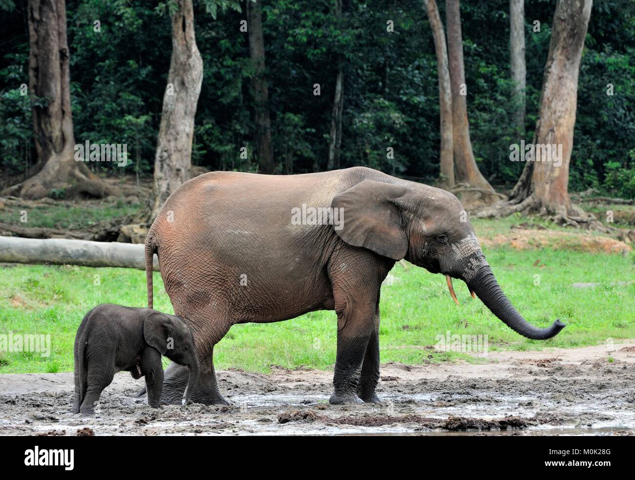The elephant calf and elephant cow The African Forest Elephant ...