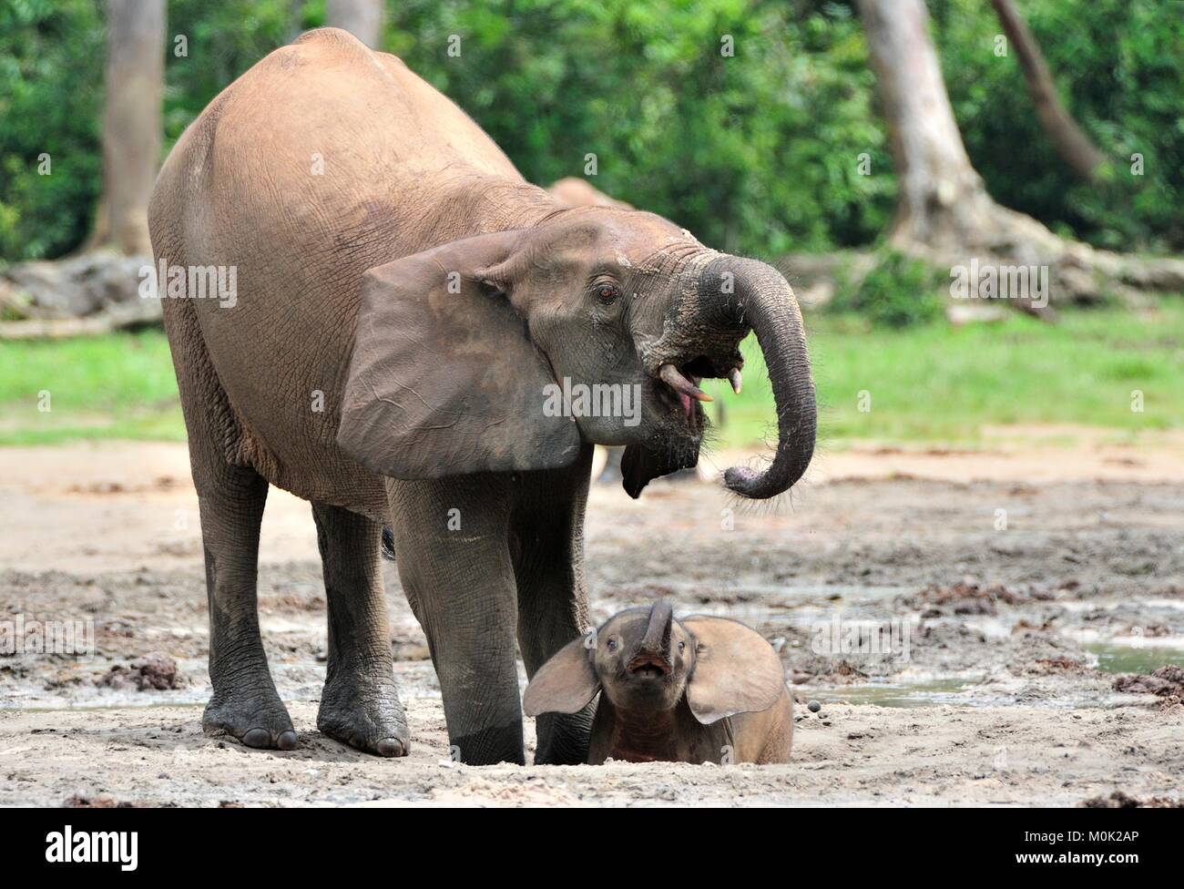 The elephant calf and elephant cow The African Forest Elephant ...
