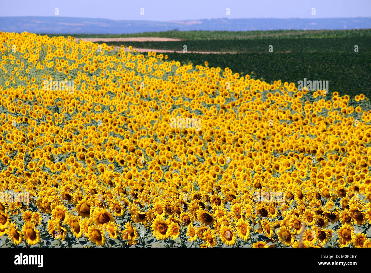 Sunflower field landscape hi-res stock photography and images - Alamy