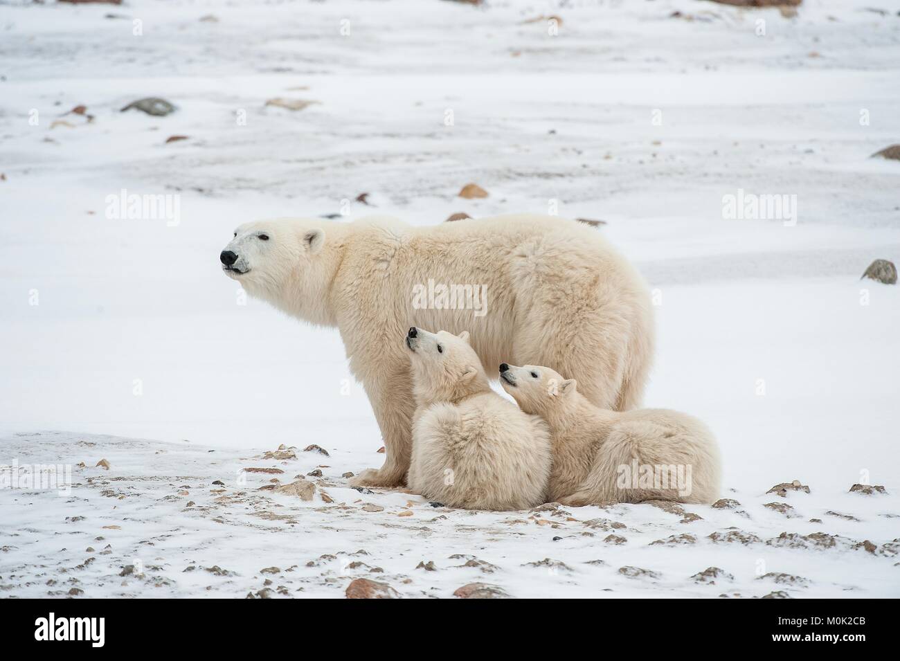 Polar she-bear with cubs. A Polar she-bear with two small bear cubs on ...