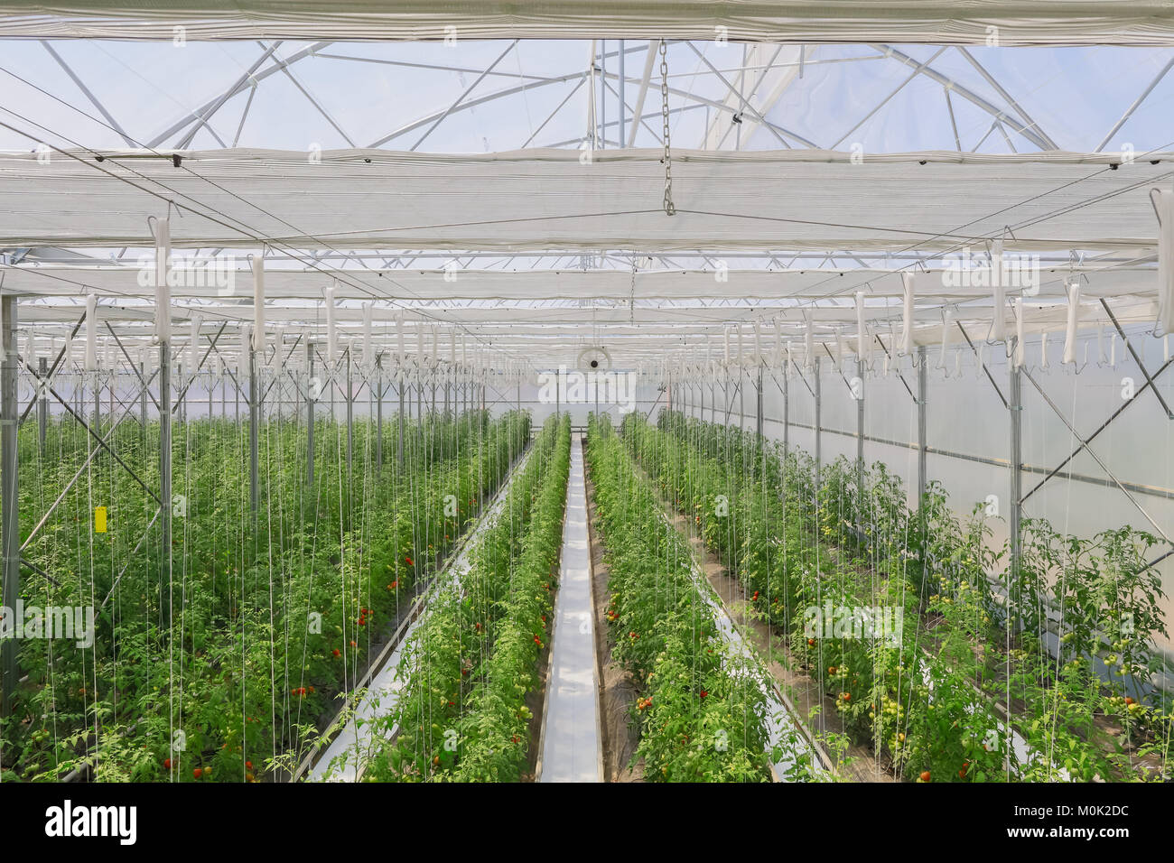 Organic tomatoes farm Stock Photo - Alamy