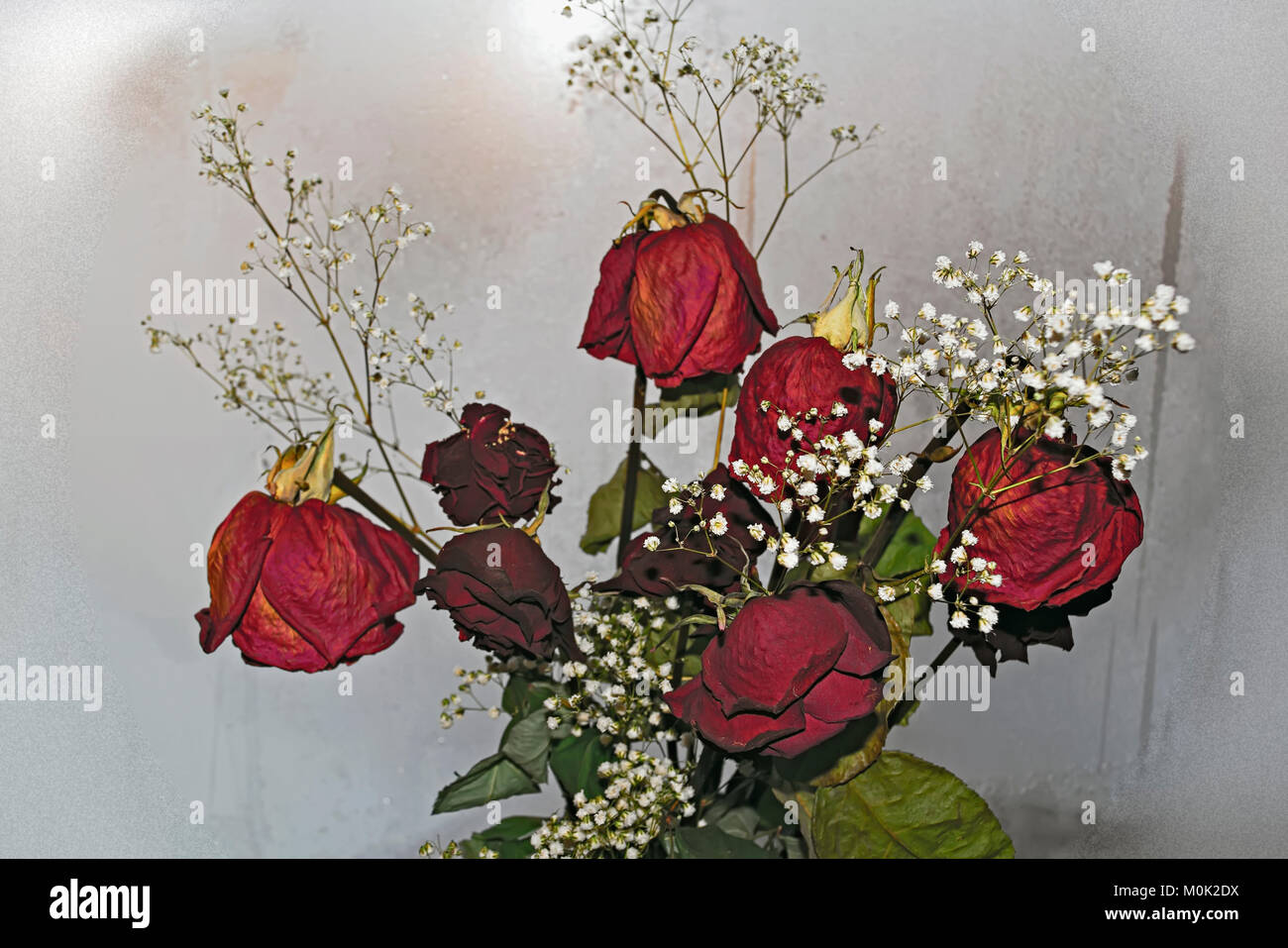 A bouquet of withered red roses on the background of a frozen window ...