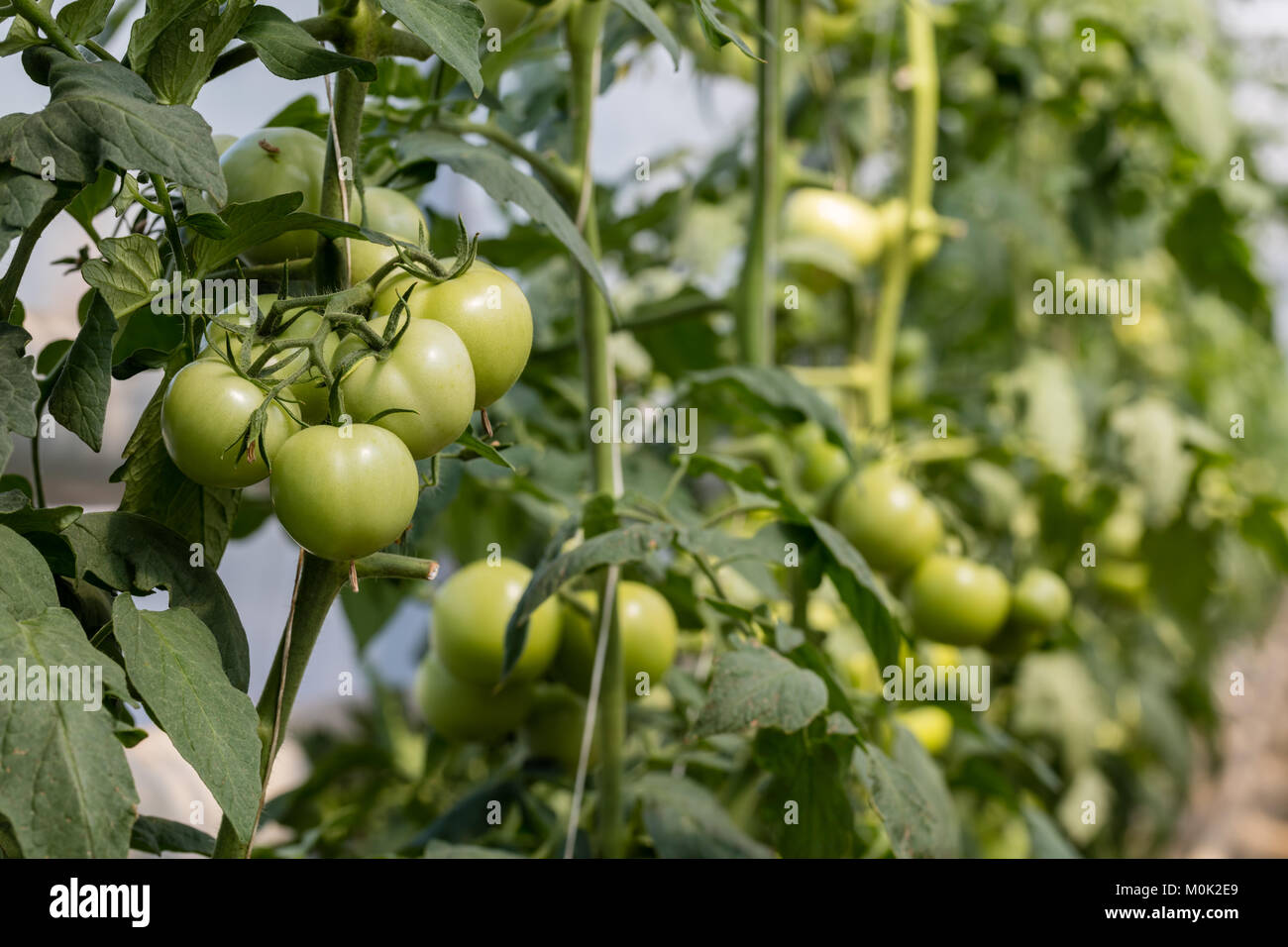 Organic tomatoes farm Stock Photo - Alamy