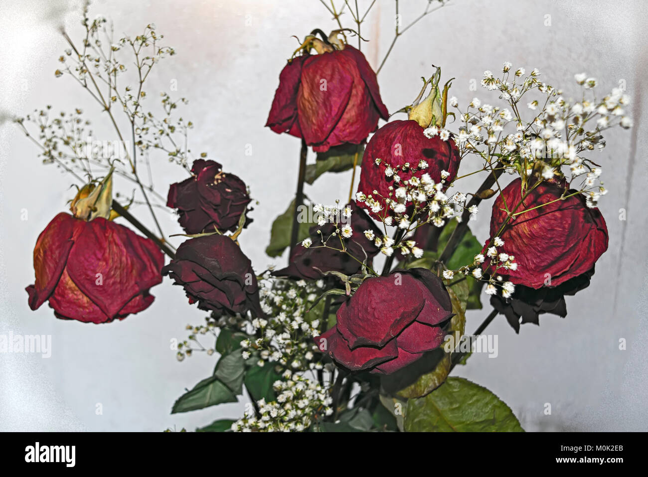 A bouquet of withered red roses on the background of a frozen window ...