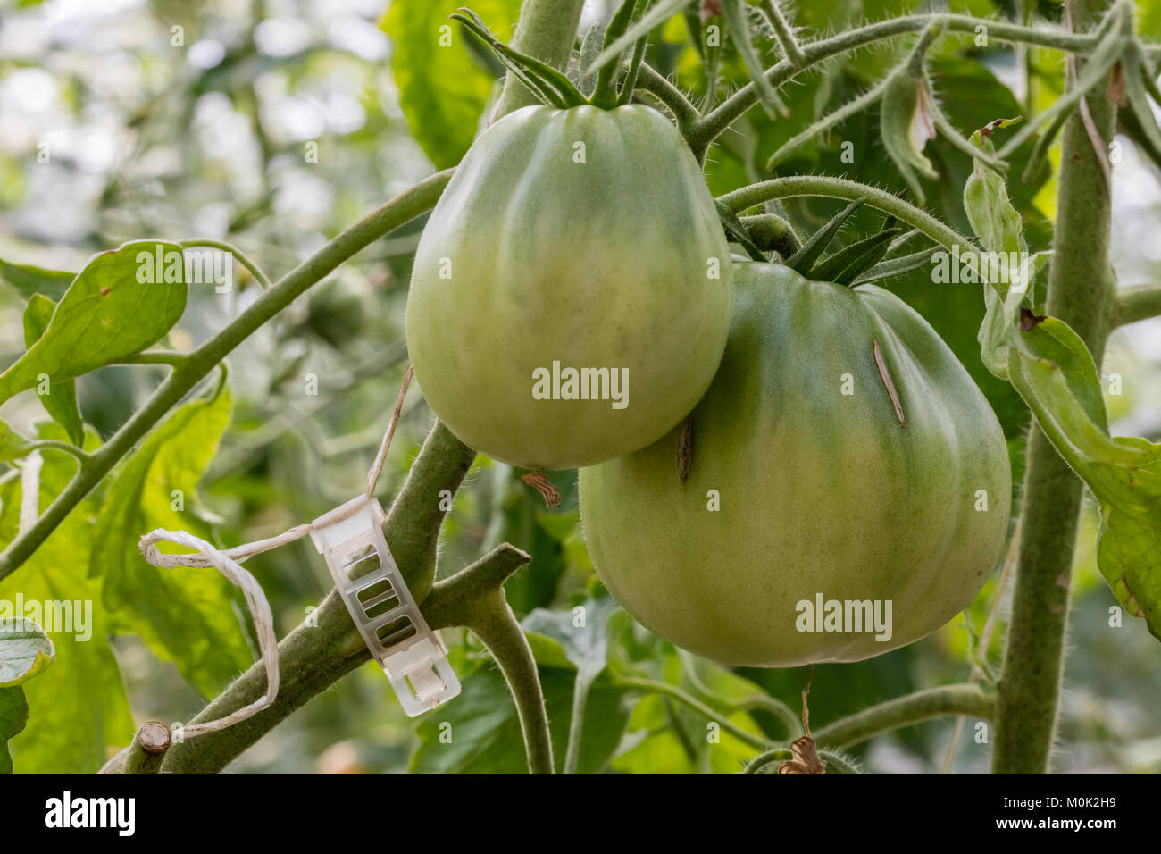 Organic tomatoes farm Stock Photo - Alamy