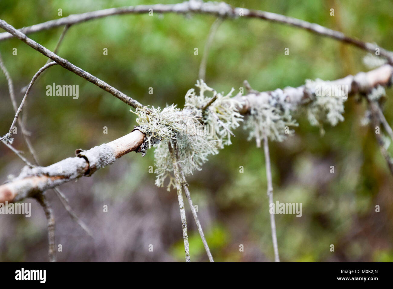 Moss on a tree branch. Green moss on a dead dead tree branch Stock ...