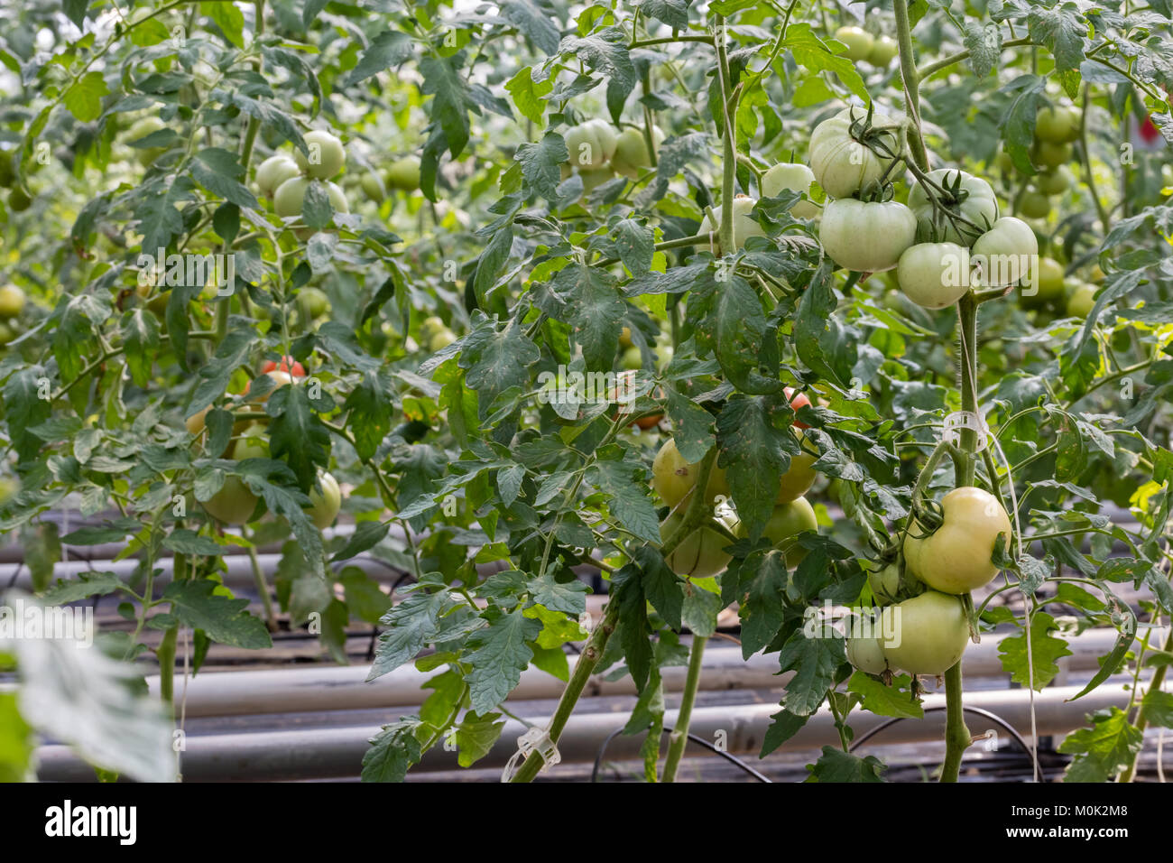 Organic tomatoes farm Stock Photo - Alamy