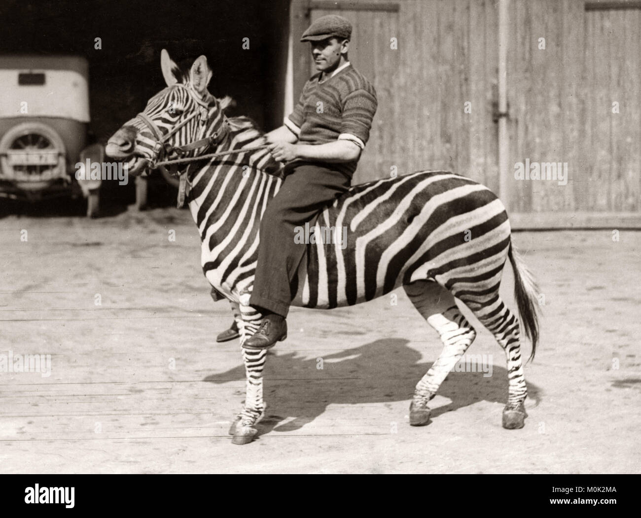Zebra Riding High Resolution Stock Photography and Images - Alamy