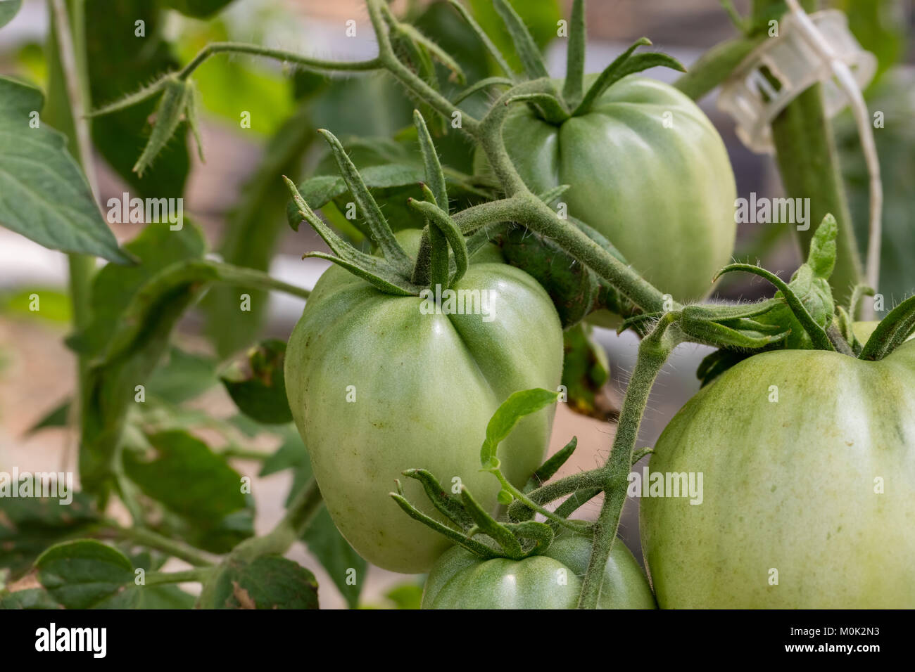 Organic and traditional cultivation hi-res stock photography and images ...