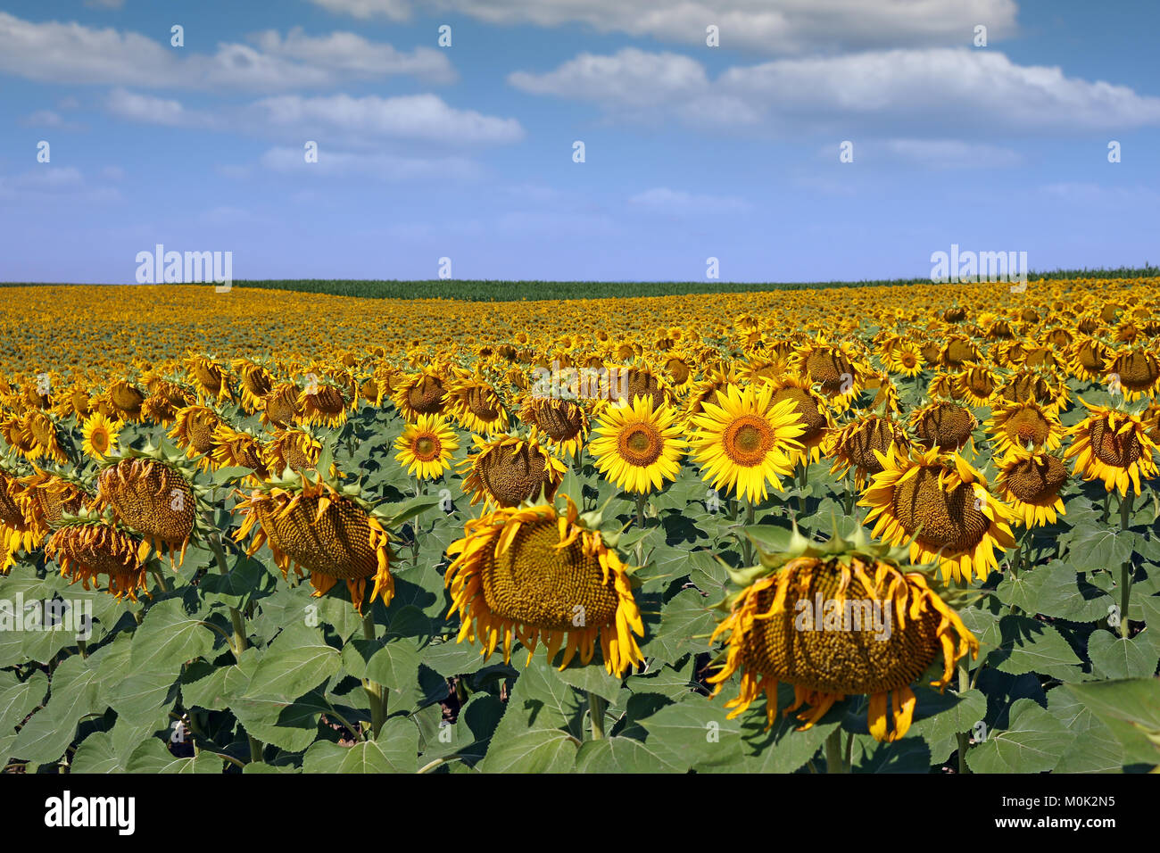 Country sunflower hi-res stock photography and images - Alamy