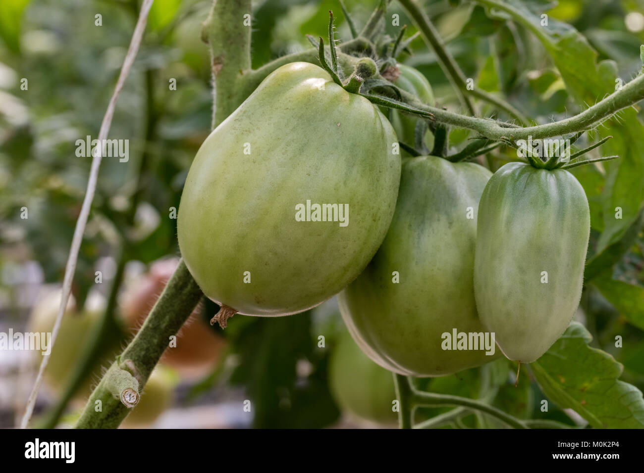 Organic tomatoes farm Stock Photo - Alamy