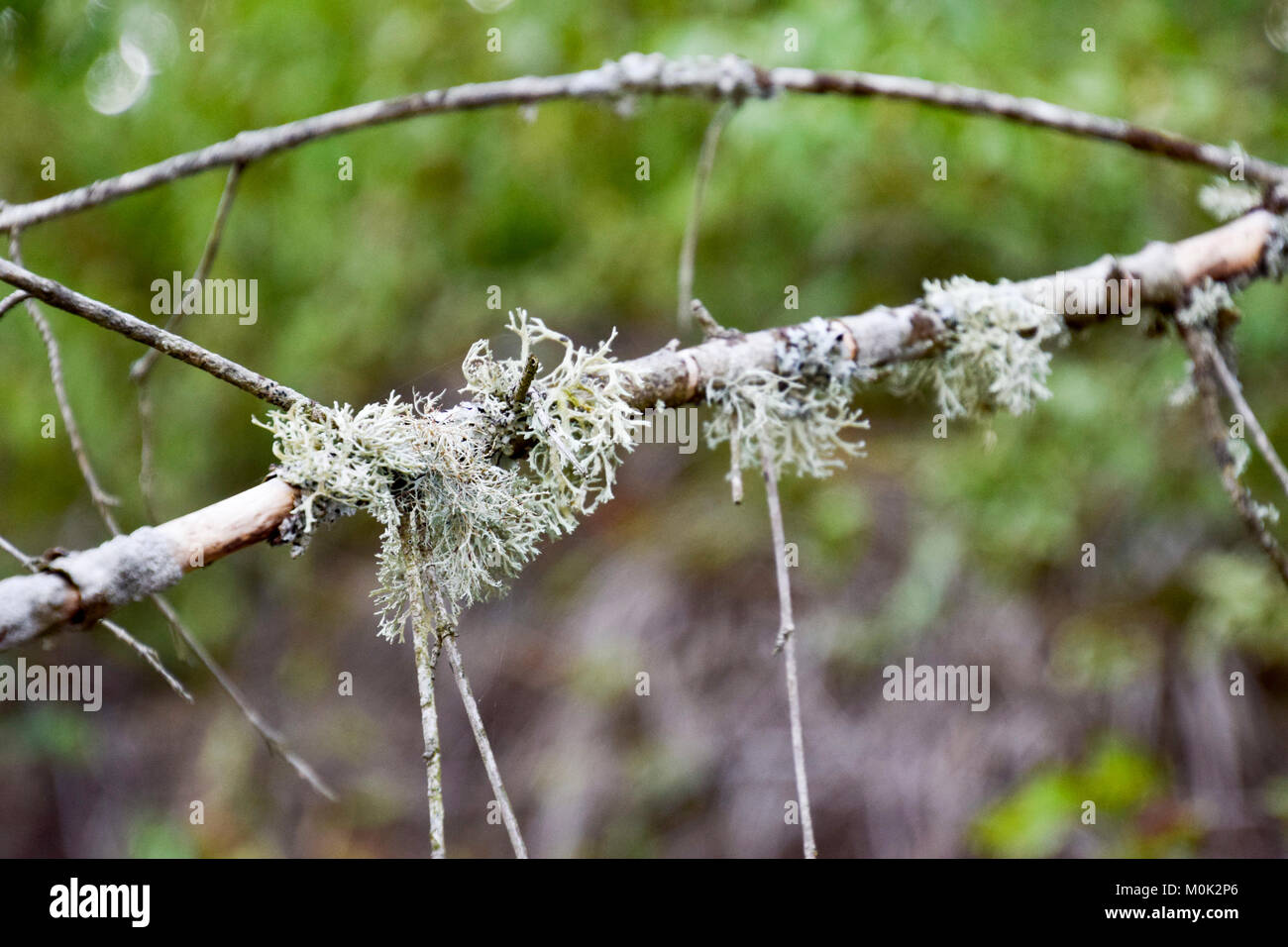 Moss on a tree branch. Green moss on a dead dead tree branch Stock ...